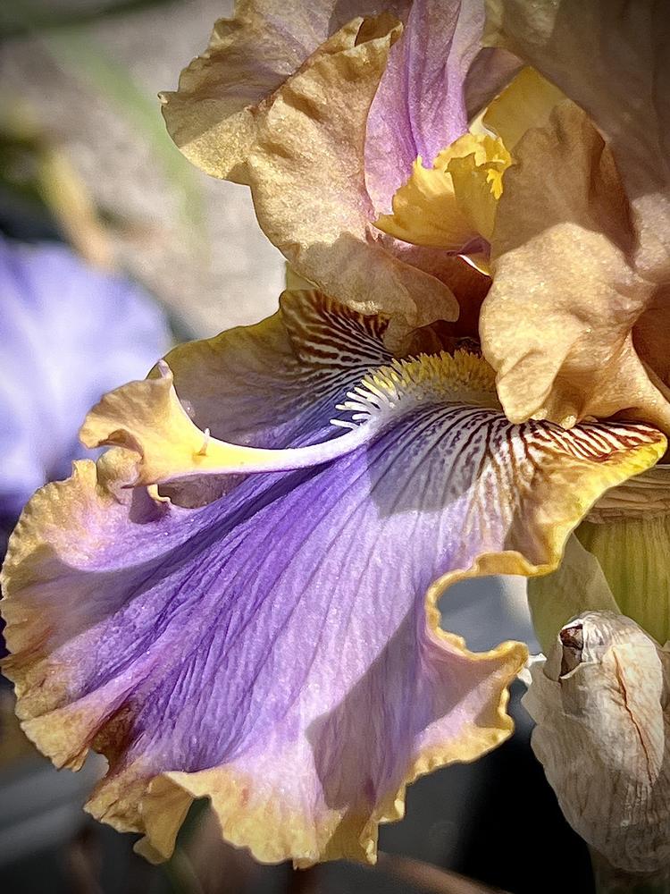 Photo of the stamens, filaments and pistils of Tall Bearded Iris (Iris ...