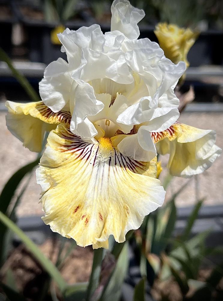 Photo of the bloom of Tall Bearded Iris (Iris 'Fancy a Flutter') posted ...