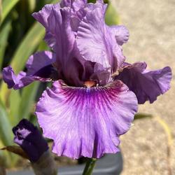 Tall Bearded Iris (Iris 'Ruby Haze') in the Irises Database - Garden.org