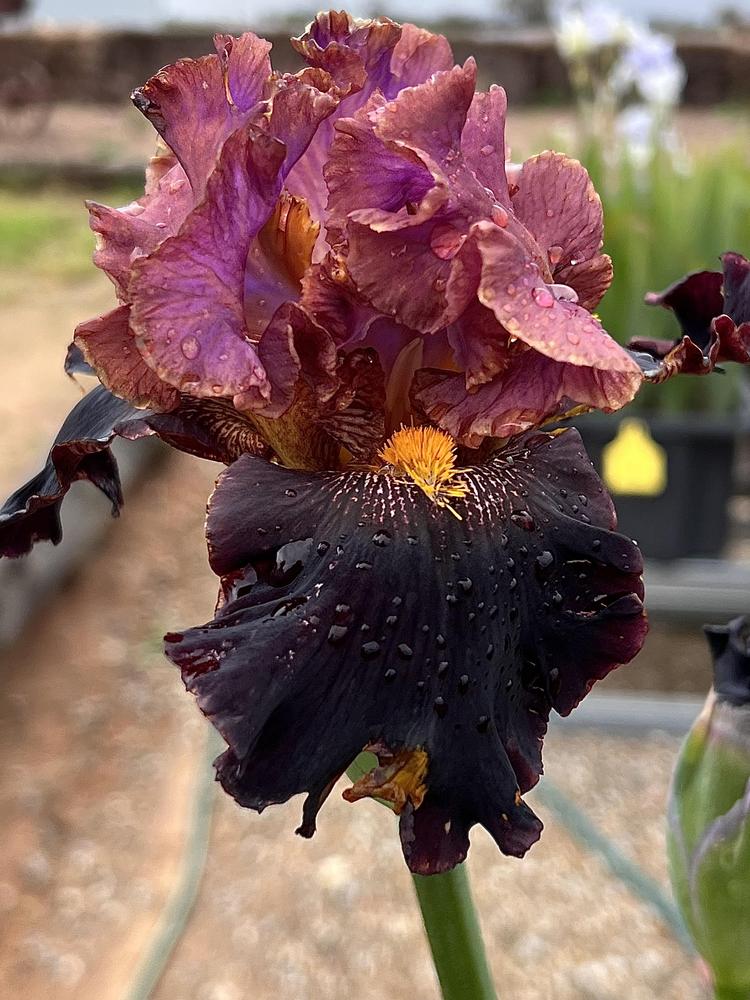 Photo of the bloom of Tall Bearded Iris (Iris 'Fabulous Fortune ...