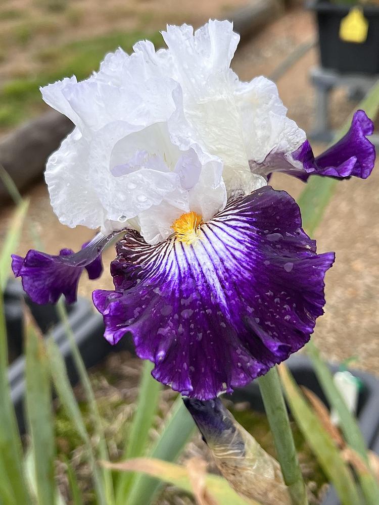 Photo of the bloom of Tall Bearded Iris (Iris 'Dancing Star') posted by ...