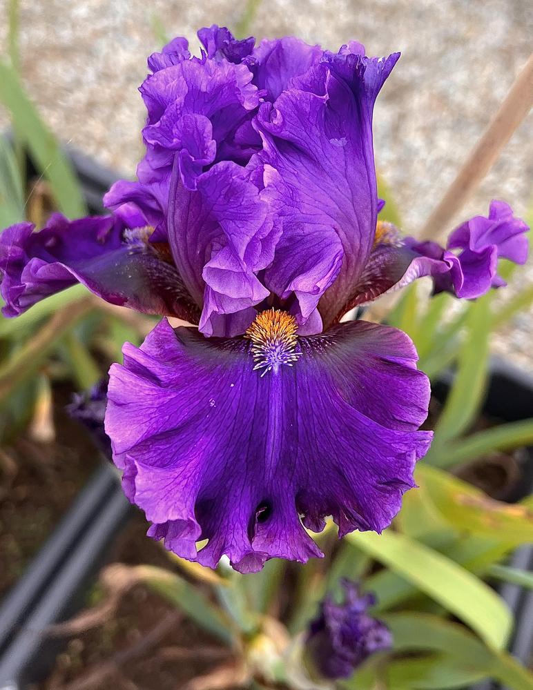 Photo of the bloom of Tall Bearded Iris (Iris 'Pagan Knight') posted by ...