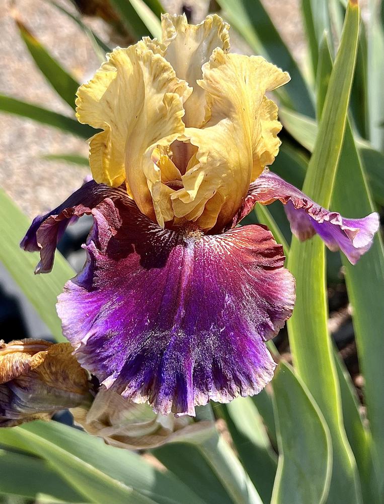 Photo of the bloom of Tall Bearded Iris (Iris 'Final Episode') posted ...