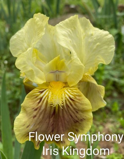 Photo of the bloom of Intermediate Bearded Iris (Iris 'Flower Symphony ...