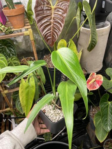 'Endless Forms Most Beautiful' The aroid photo gallery in the ...