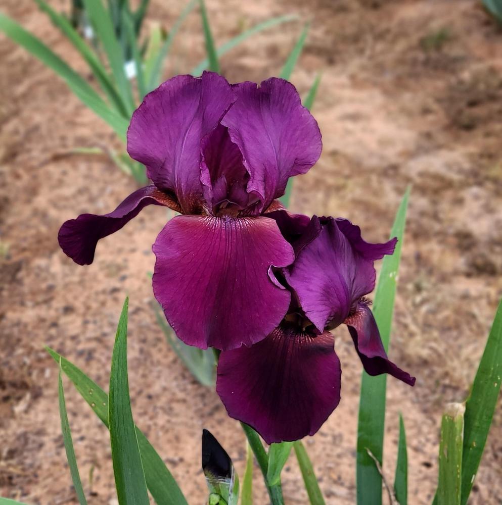 Tall Bearded Iris (Iris 'Red Ruler') in the Irises Database - Garden.org