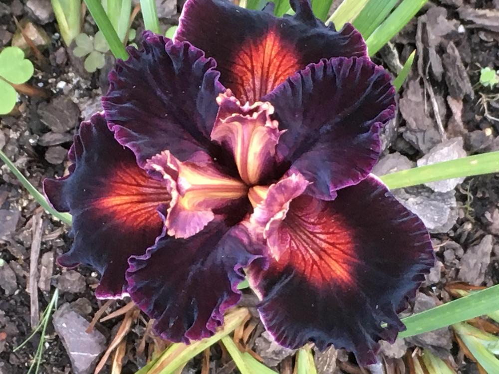 Photo of the bloom of Pacific Coast Iris (Iris 'State Street') posted ...