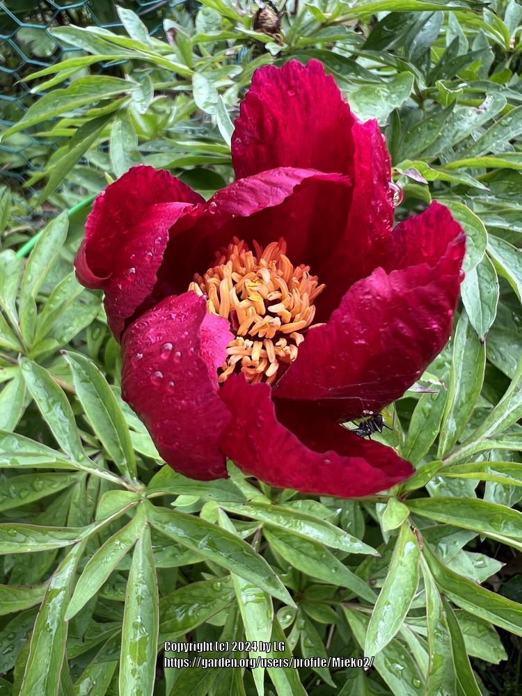 Photo of the bloom of Hybrid Fern Leaf Peony (Paeonia 'Early Scout ...