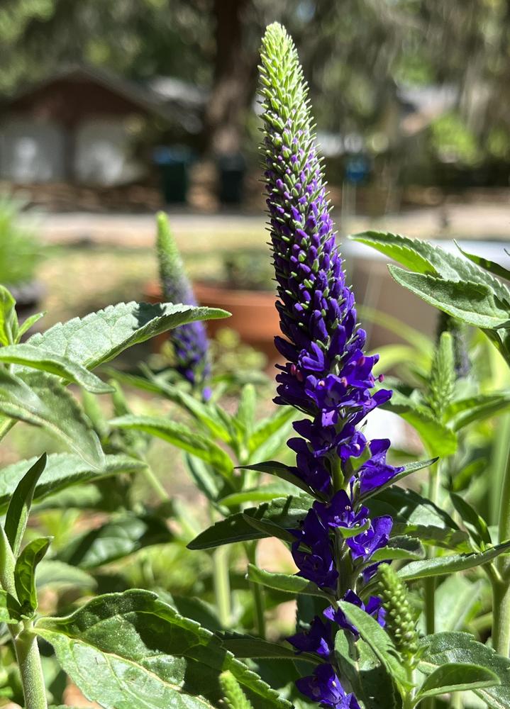 Speedwell (Veronica longifolia Vernique™ Dark Blue) in the Veronicas ...