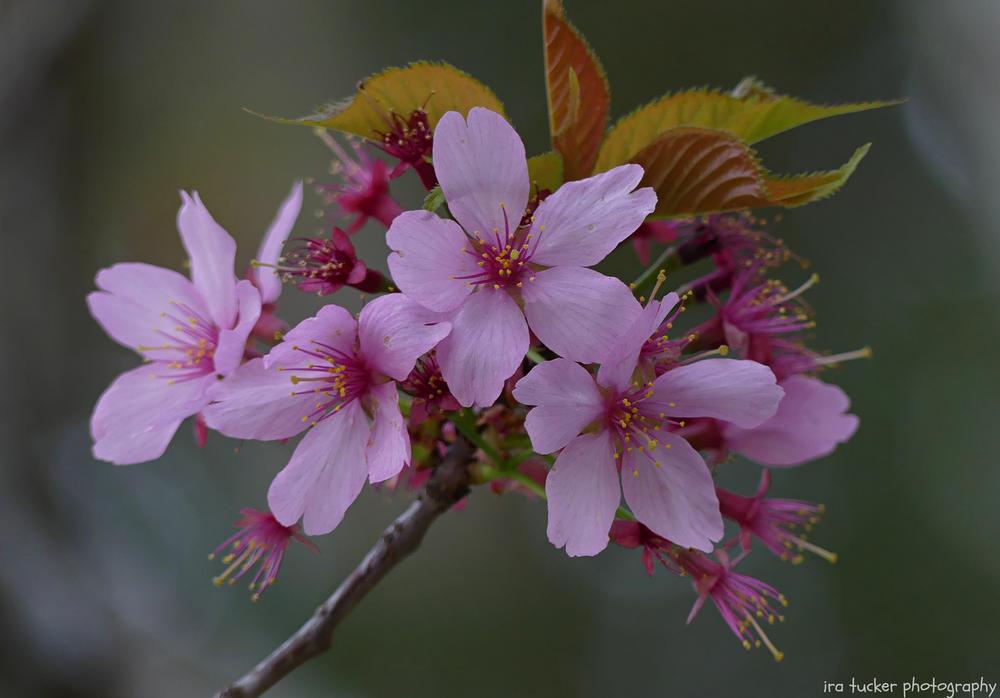 Photo of the bloom of Cherry (Prunus 'First Lady') posted by ...