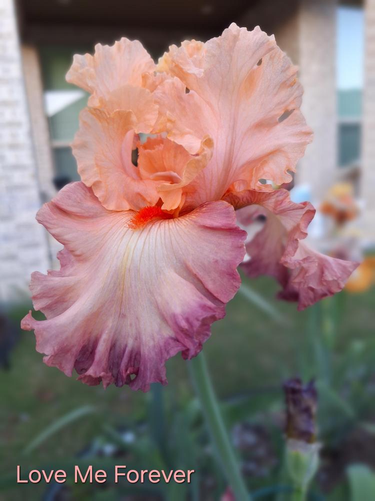 Photo of the bloom of Tall Bearded Iris (Iris 'Love Me Forever') posted by javaMom - Garden.org