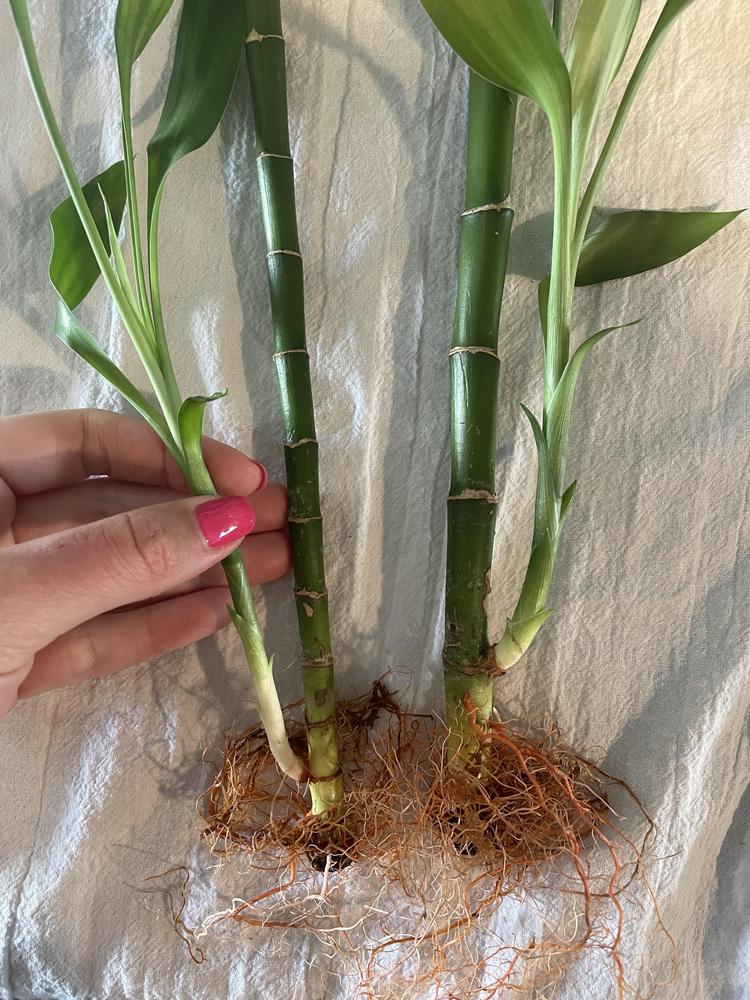 Lucky bamboo has new offshoot at base in the Ask a Question forum ...