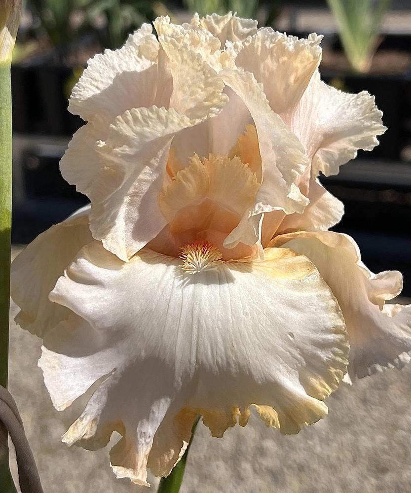 Photo of the bloom of Tall Bearded Iris (Iris 'Lucky Doll') posted by ...