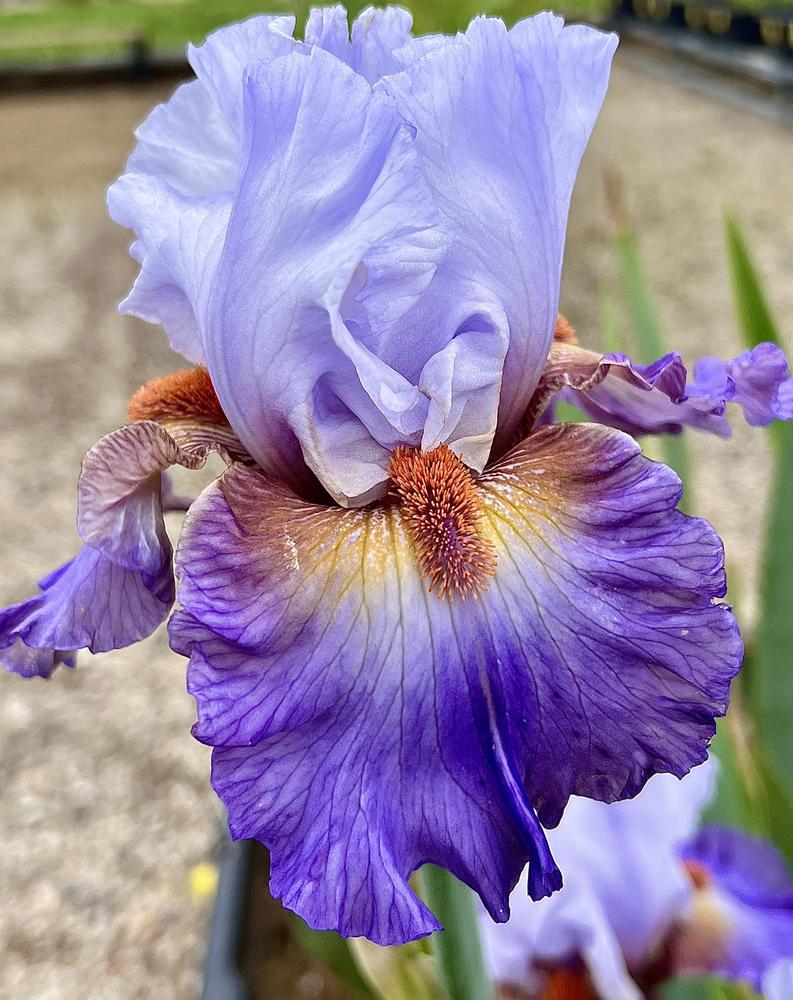 Photo of the bloom of Tall Bearded Iris (Iris 'Blake's Achey Heart ...