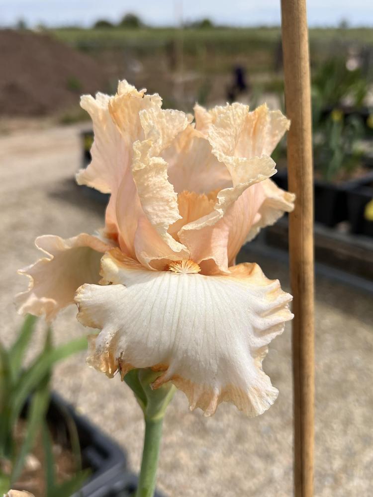 Photo of the bloom of Tall Bearded Iris (Iris 'Lucky Doll') posted by ...