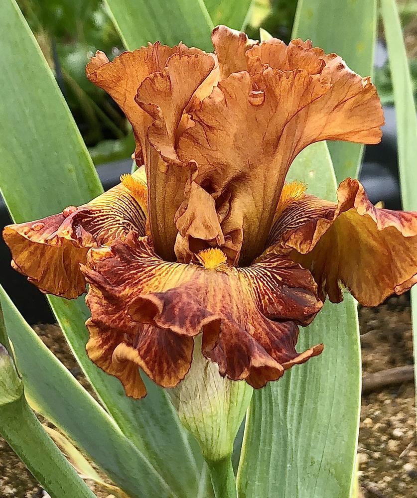 Photo of the bloom of Tall Bearded Iris (Iris 'Classic Suede') posted ...
