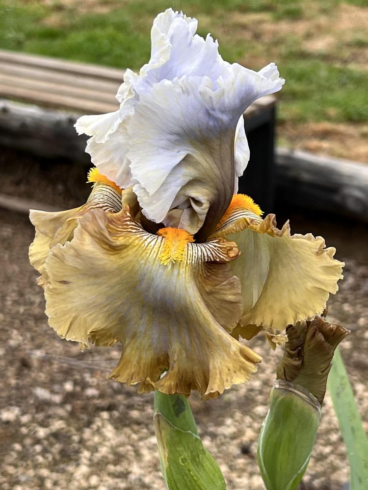 Photo of the bloom of Tall Bearded Iris (Iris 'Venus Bay') posted by ...