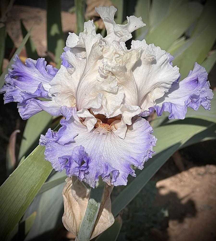 Photo of the bloom of Tall Bearded Iris (Iris 'Chloe with Class ...