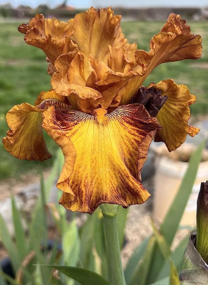 Photo of the bloom of Tall Bearded Iris (Iris 'Classic Suede') posted ...