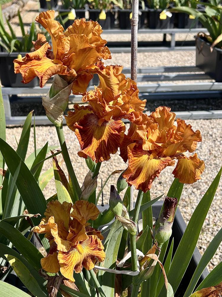 Photo of the bloom of Tall Bearded Iris (Iris 'Classic Suede') posted ...