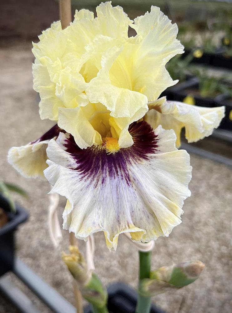 Photo of the bloom of Tall Bearded Iris (Iris 'Truth or Dare') posted ...