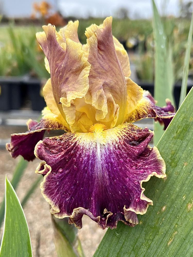 Photo of the bloom of Tall Bearded Iris (Iris 'High Master') posted by ...