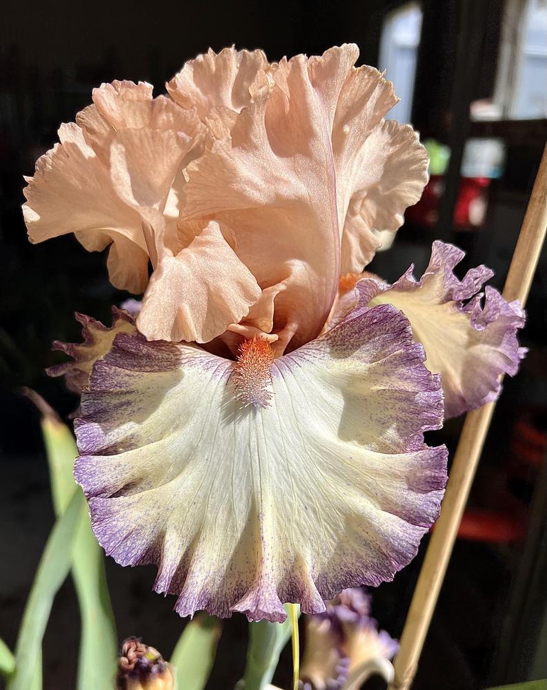 Photo of the bloom of Tall Bearded Iris (Iris 'Beautician') posted by ...