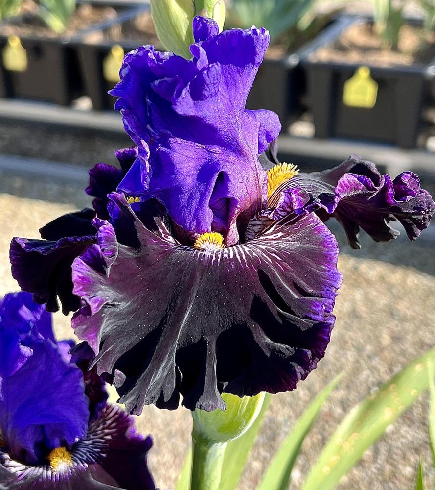 Photo of the bloom of Tall Bearded Iris (Iris 'Nobleman's Fancy ...