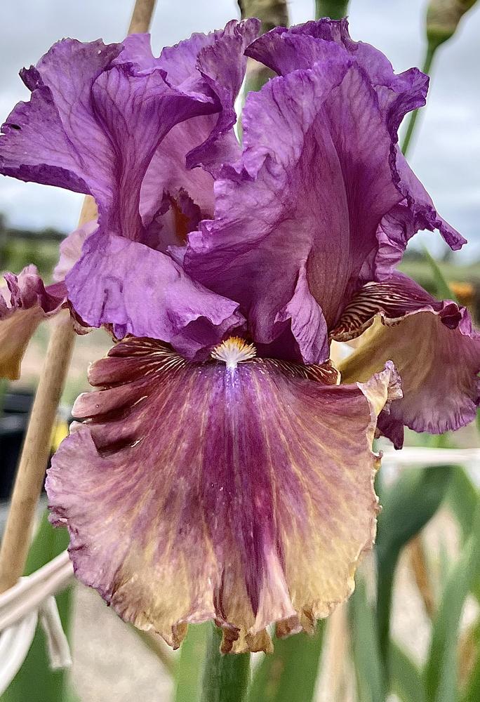Tall Bearded Iris (Iris 'Final Destination') in the Irises Database ...