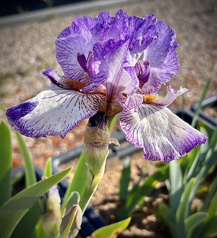 Photo of the bloom of Tall Bearded Iris (Iris 'Finish Line') posted by ...