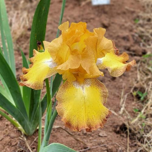 Tall Bearded Iris (Iris 'Atomic Flame') in the Irises Database - Garden.org