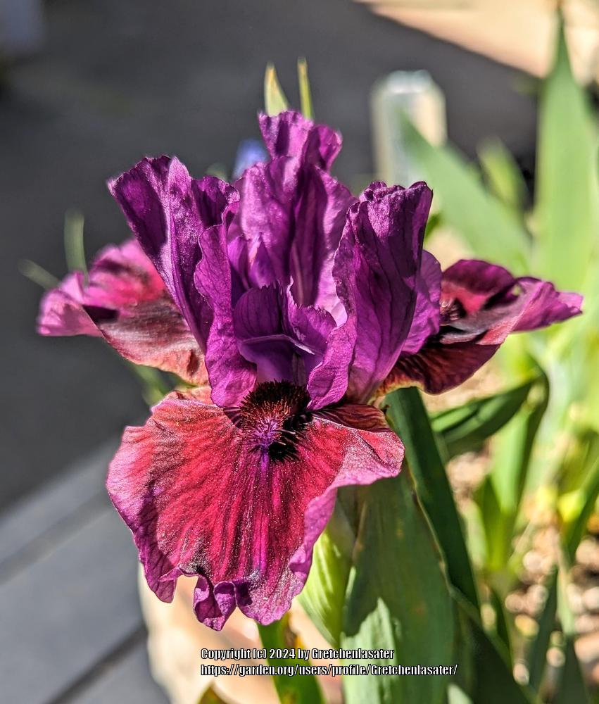 Photo of the bloom of Intermediate Bearded Iris (Iris 'Fire Down Below') posted by ...