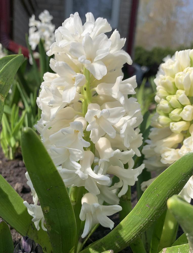 Dutch Hyacinth (Hyacinthus orientalis 'Carnegie') in the Hyacinths ...