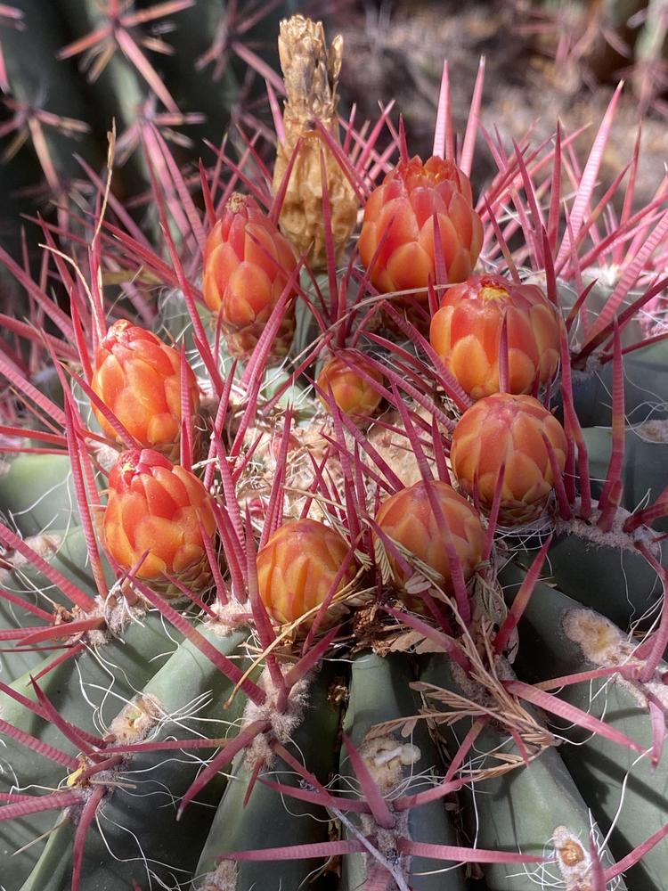 Photo of the bloom of Mexican Fire Barrel (Ferocactus pilosus) posted ...