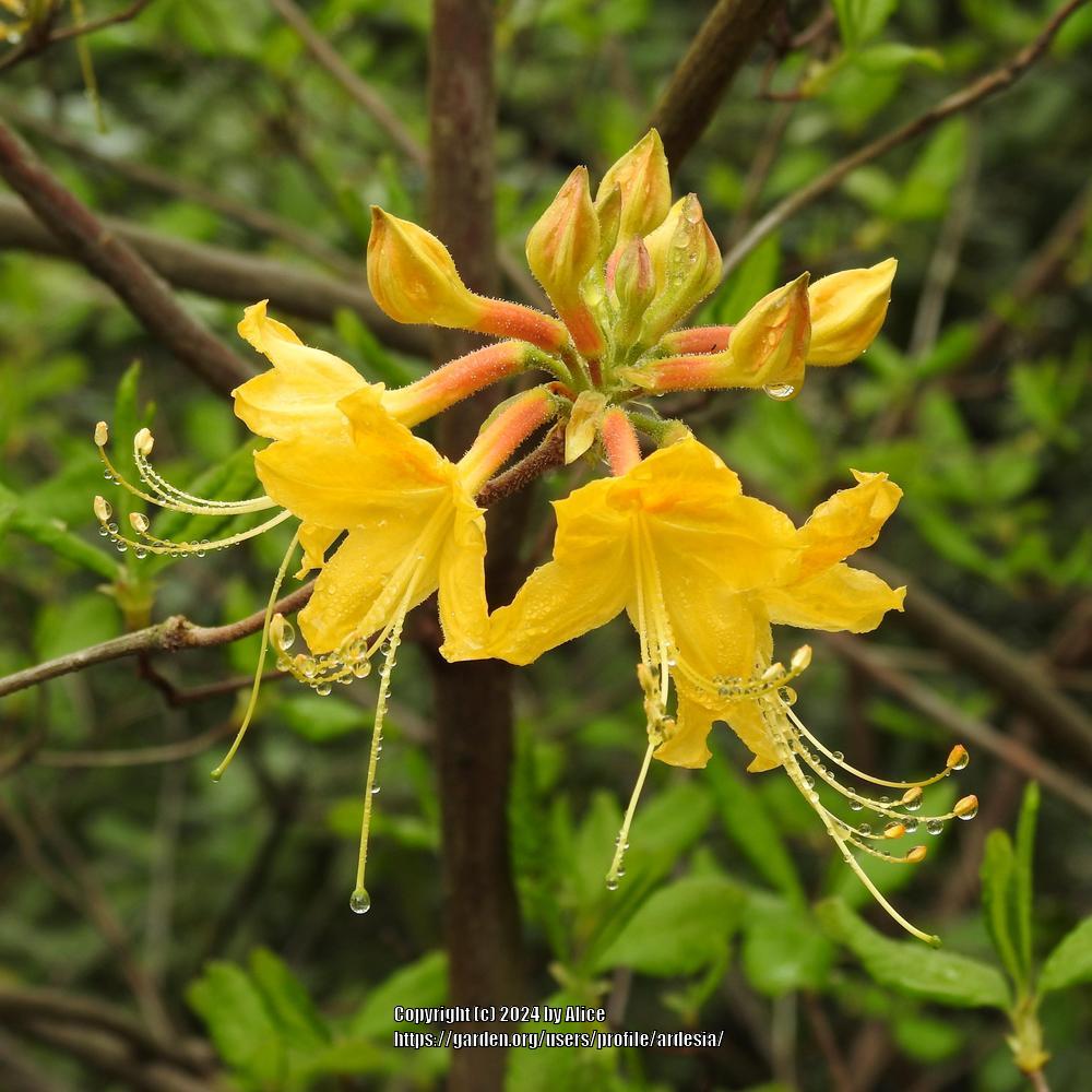Photo of the bloom of Florida Flame Azalea (Rhododendron austrinum ...