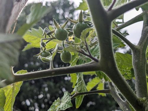 2024 Tomato Gardening in the Vegetables and Fruit forum - Garden.org