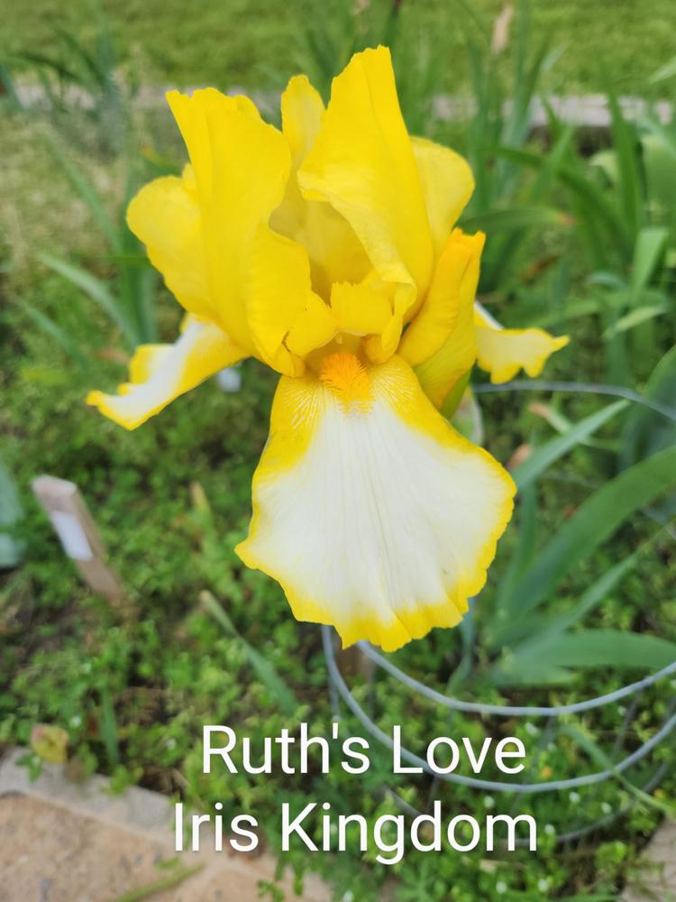 Photo of the bloom of Tall Bearded Iris (Iris 'Ruth's Love') posted by ...