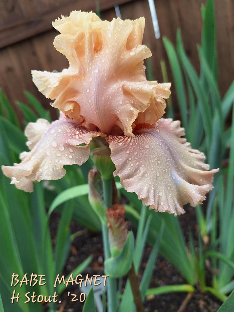 Photo of the bloom of Tall Bearded Iris (Iris 'Babe Magnet') posted by javaMom - Garden.org