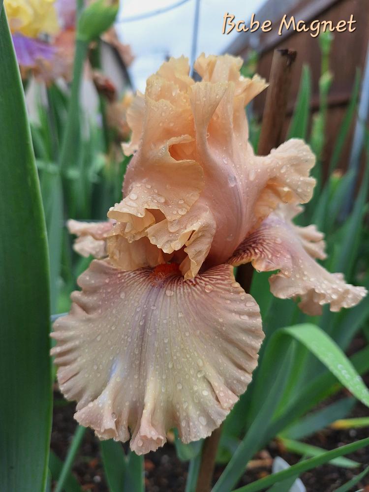 Photo of the bloom of Tall Bearded Iris (Iris 'Babe Magnet') posted by javaMom - Garden.org