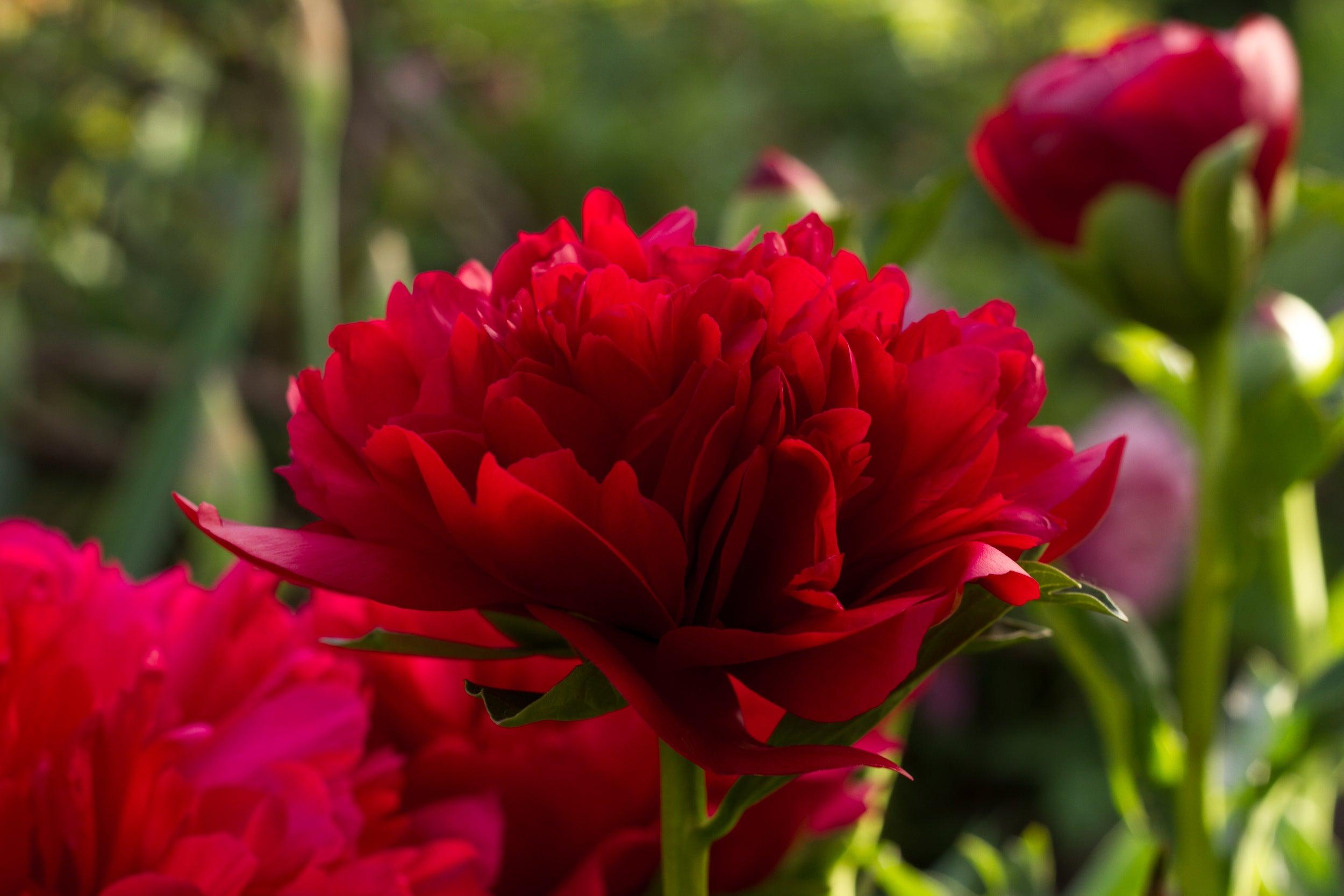 Photo of the bloom of Peony (Paeonia 'Christmas Velvet') posted by Joy ...