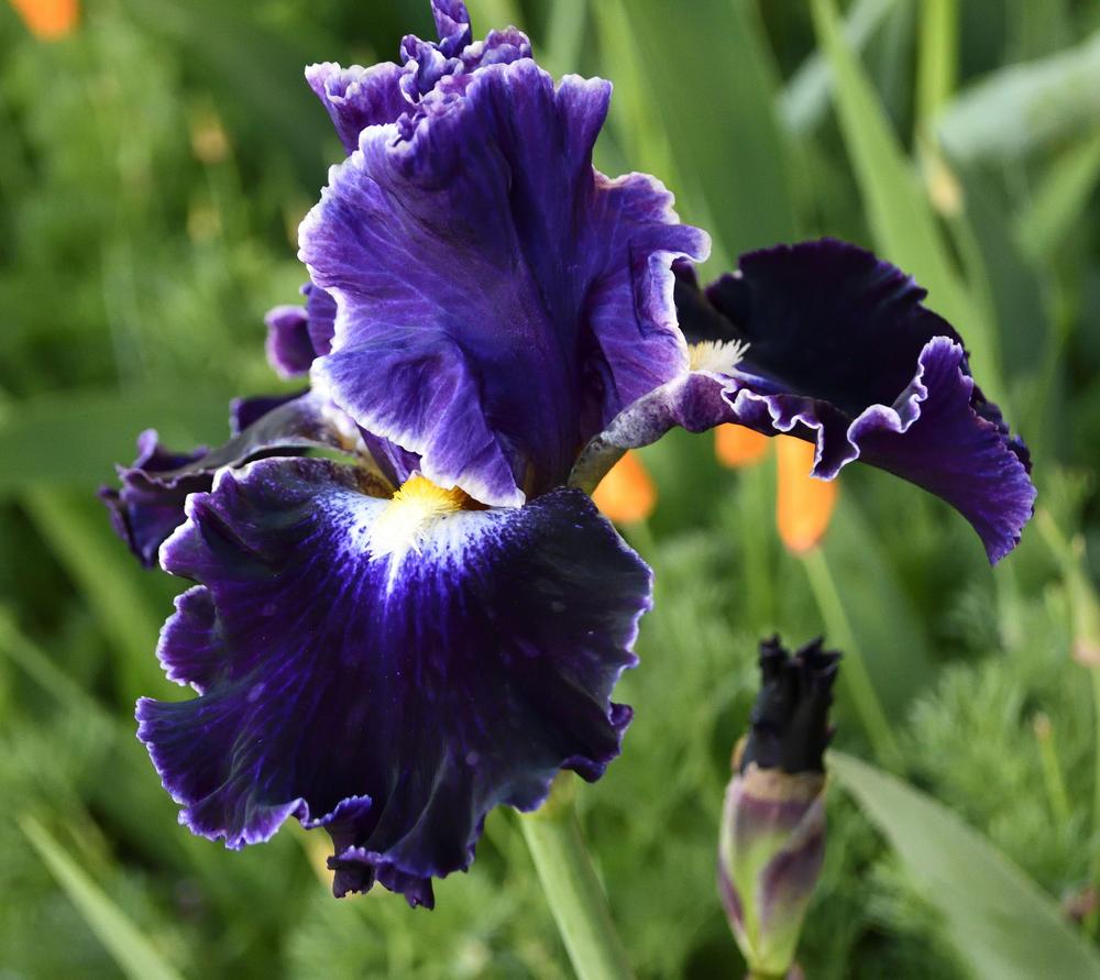 Photo of the bloom of Tall Bearded Iris (Iris 'Dark Universe') posted ...