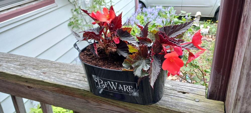 Begonia Unstoppable Upright® Fire in the Begonias Database - Garden.org