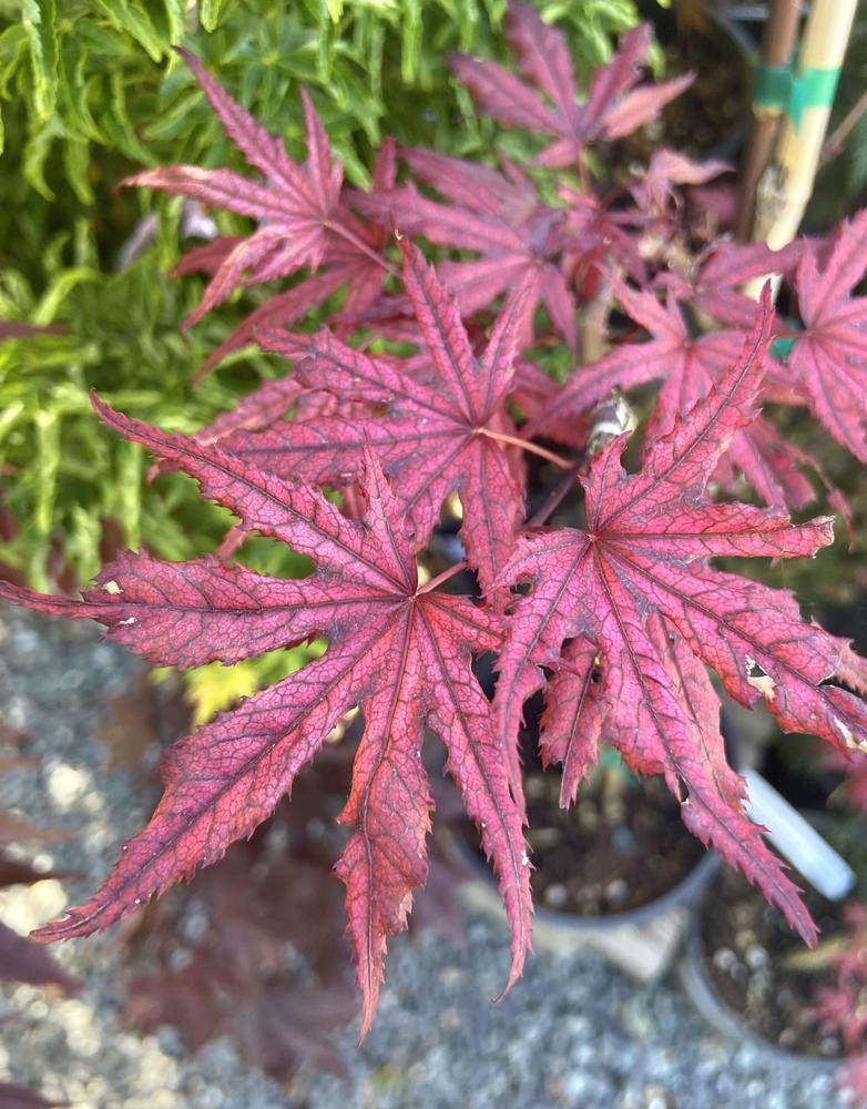Japanese Maple (Acer palmatum 'Amagi Shigure') - Garden.org