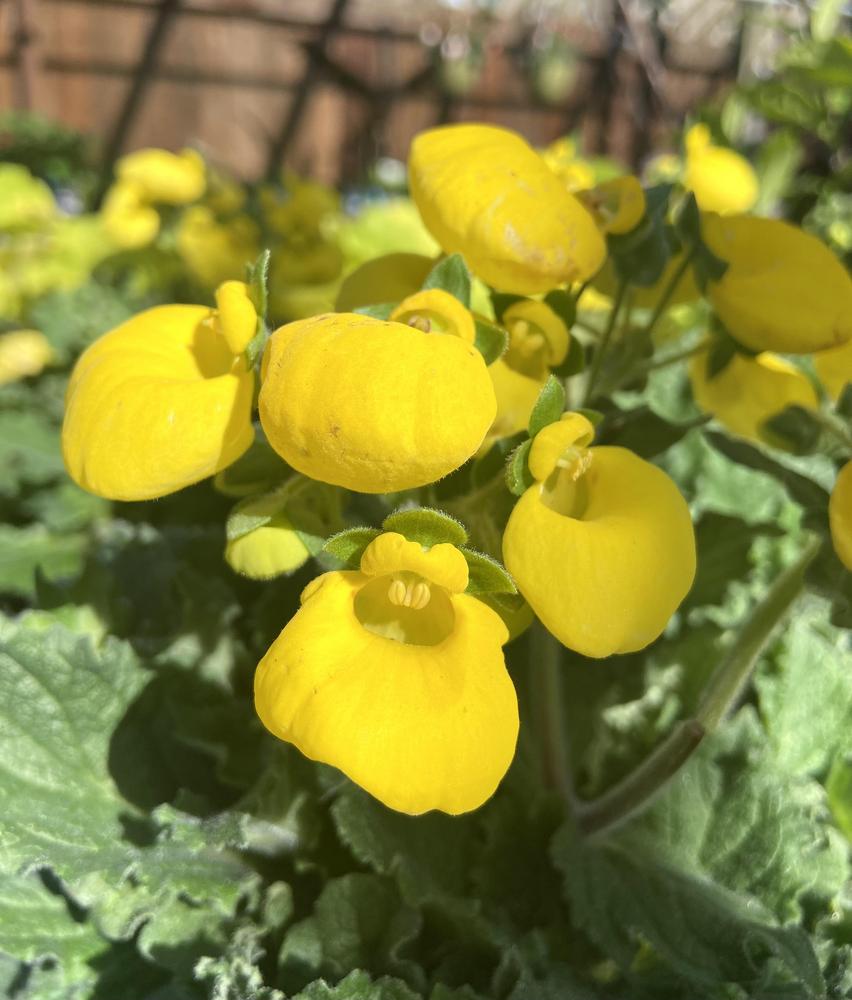 Pocketbook Plant (Calceolaria Calynopsis™ Yellow) - Garden.org