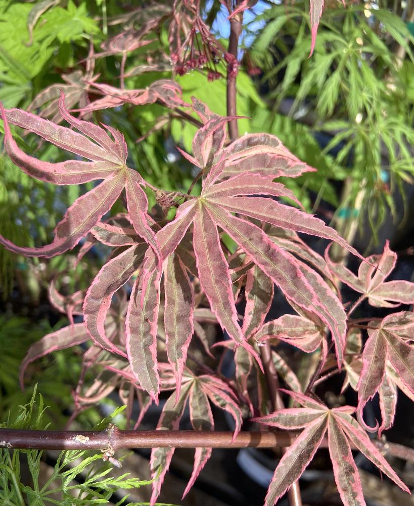 Photo of the leaves of Japanese Maple (Acer palmatum Shirazz™) posted ...