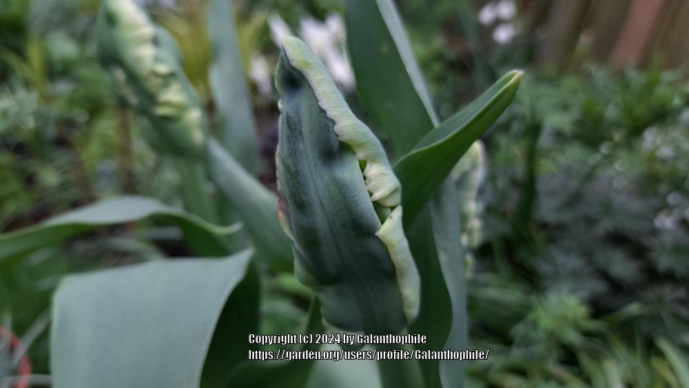 Photo of the closeup of buds, sepals and receptacles of Parrot Tulip ...