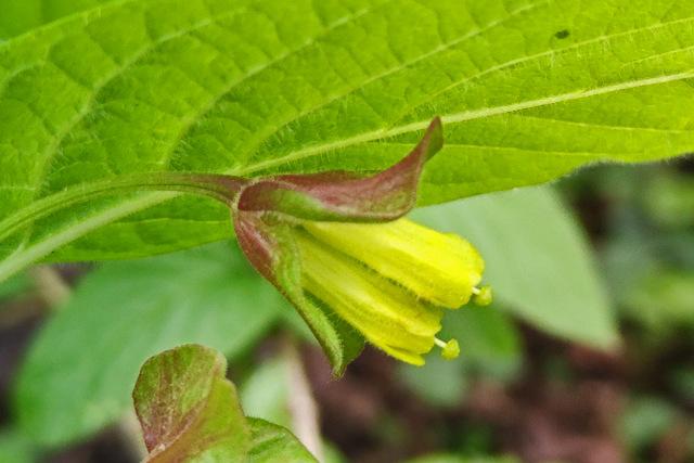 Photo of the bloom of Twinberry Honeysuckle (Lonicera involucrata var ...