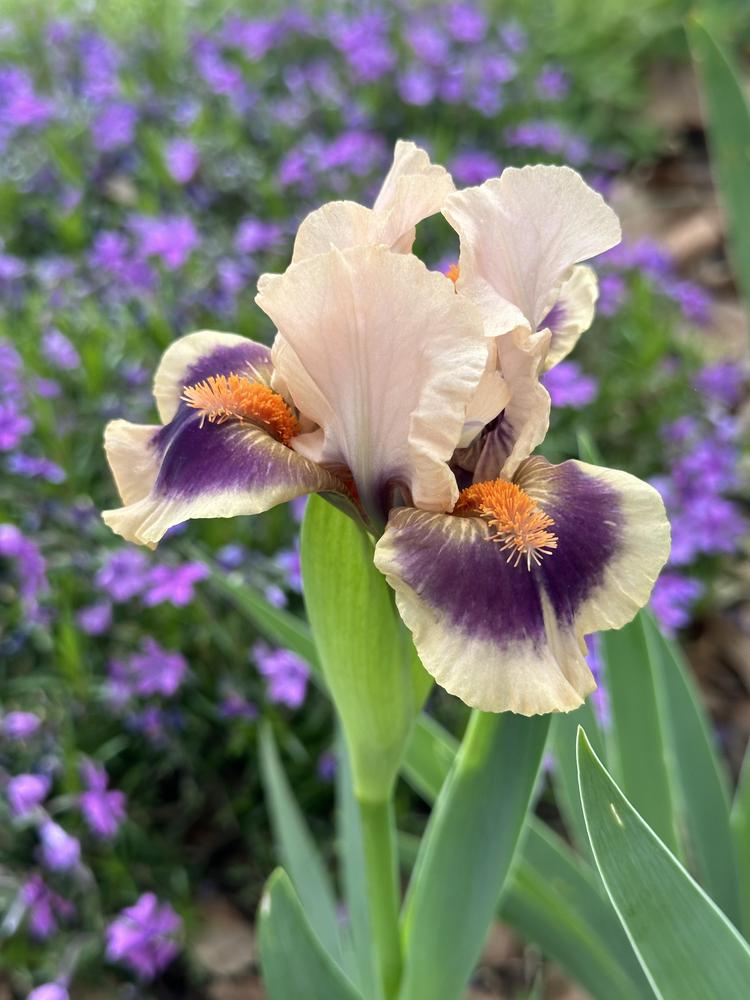 Standard Dwarf Bearded Iris (Iris 'Grape Moon') in the Irises Database ...