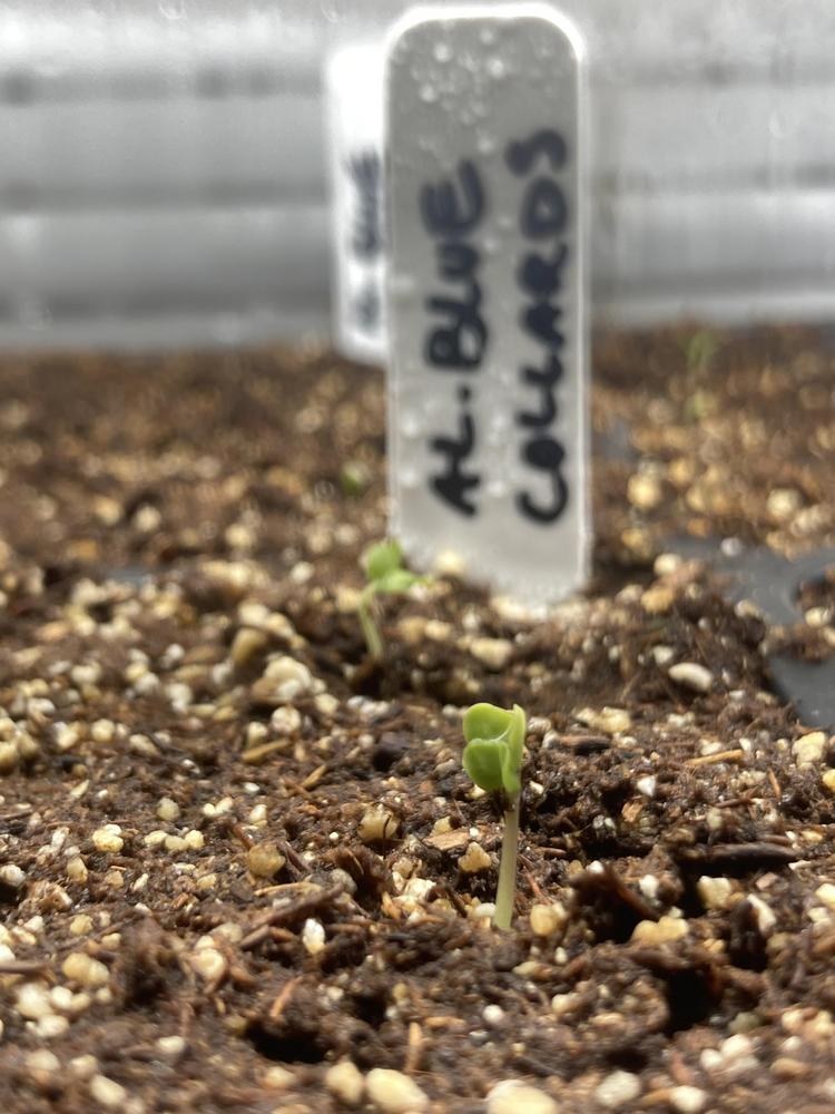 Photo of the seedling or young plant of Collard (Brassica oleracea ...