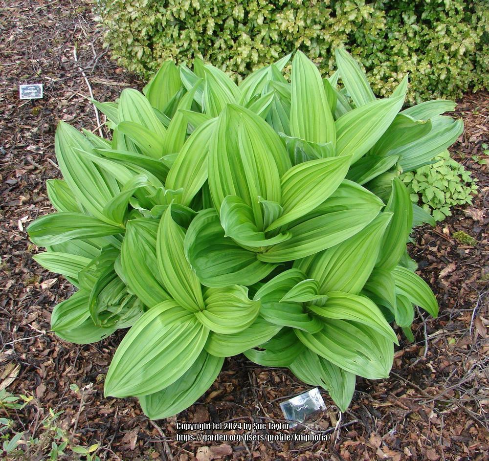 Green False Hellebore (Veratrum viride) - Garden.org
